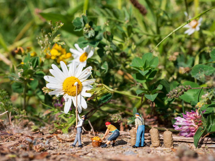 Little IUS: Miniature Photo Project